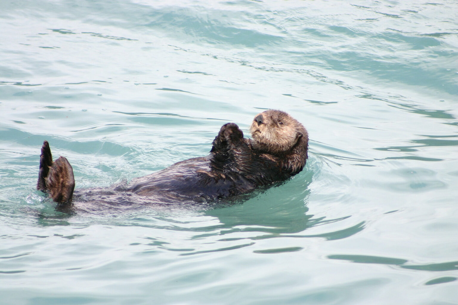 Marine Mammal Profiles – OERS